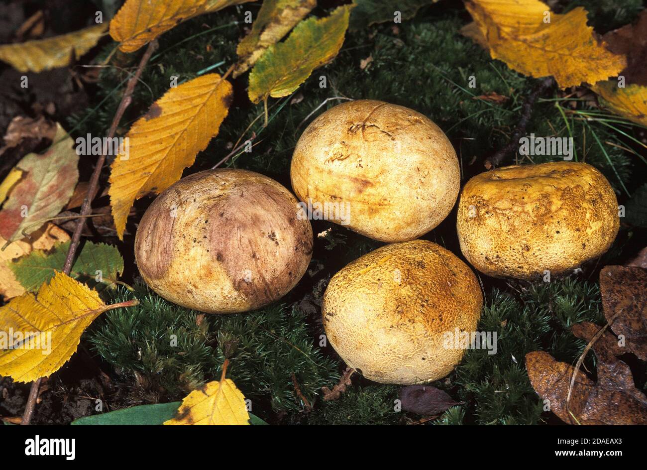 COMMON EARTHBALL scleroderma citrinum, POISONOUS MUSHROOM, NORMANDY IN ...
