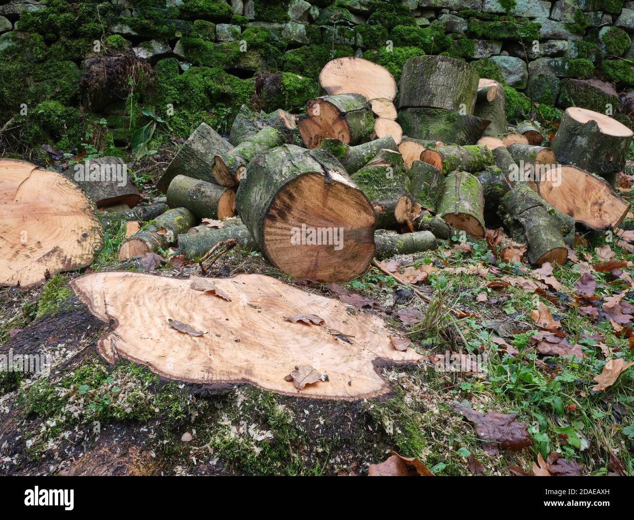 Ash Die Back and the end of the road for a diseased Ash tree Stock ...
