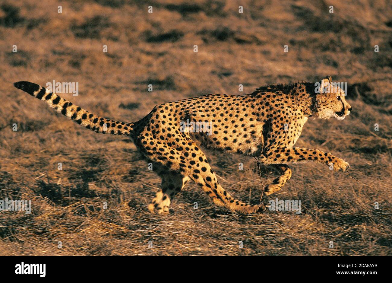 CHEETAH acinonyx jubatus, ADULT HUNTING, MASAI MARA PARK, KENYA Stock ...