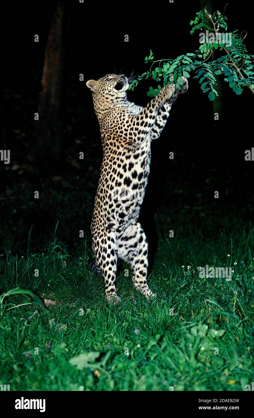 LEOPARD panthera pardus, ADULT HUNTING ON HIND LEGS Stock Photo - Alamy