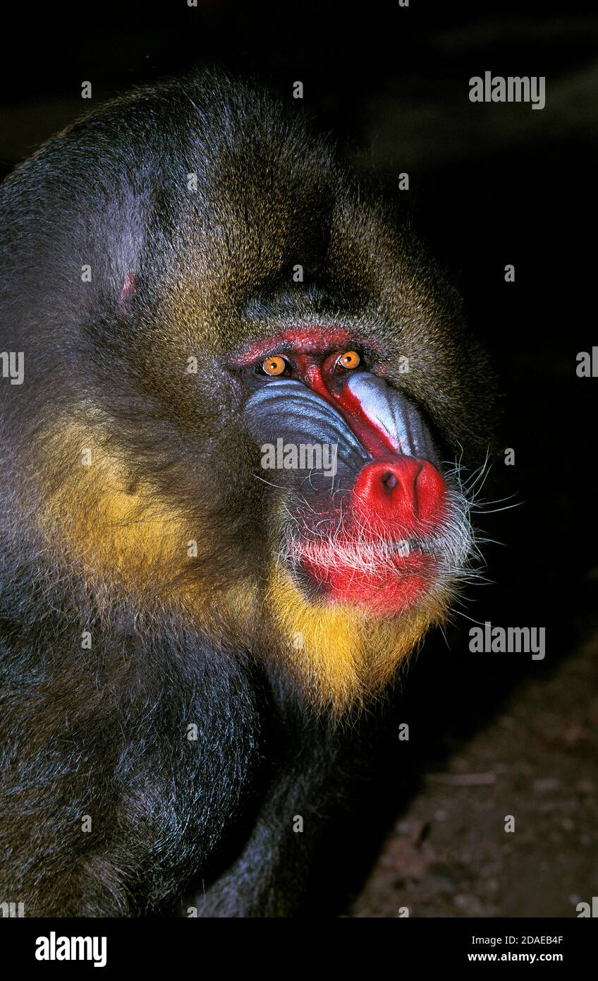 MANDRILL mandrillus sphinx, PORTRAIT OF MALE Stock Photo - Alamy