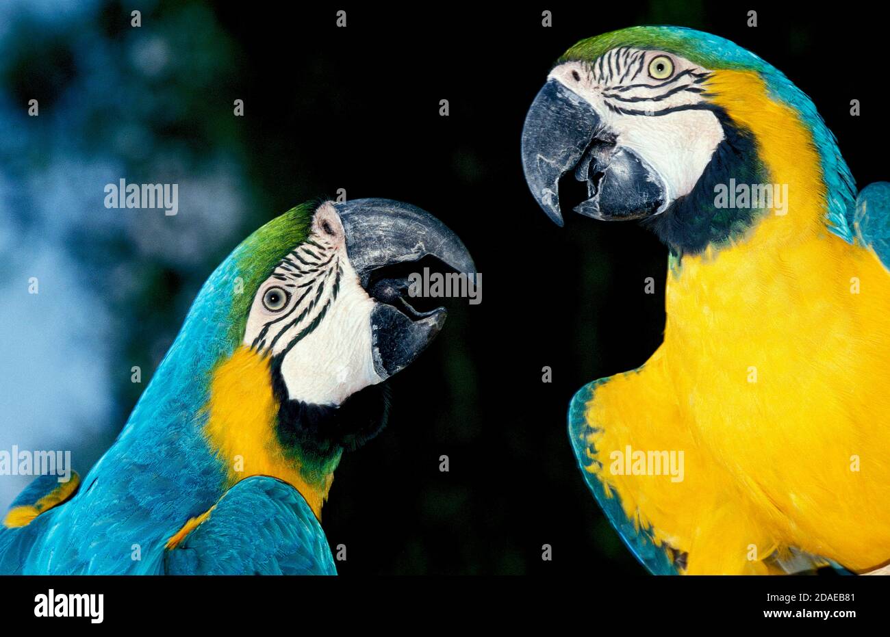 BLUE-AND-YELLOW MACAW ara ararauna, PAIR OF ADULTS INTERACTING, CLOSE-UP OF HEAD Stock Photo - Alamy