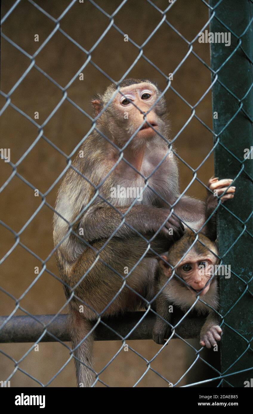 Adult female macaque monkey hi-res stock photography and images - Alamy