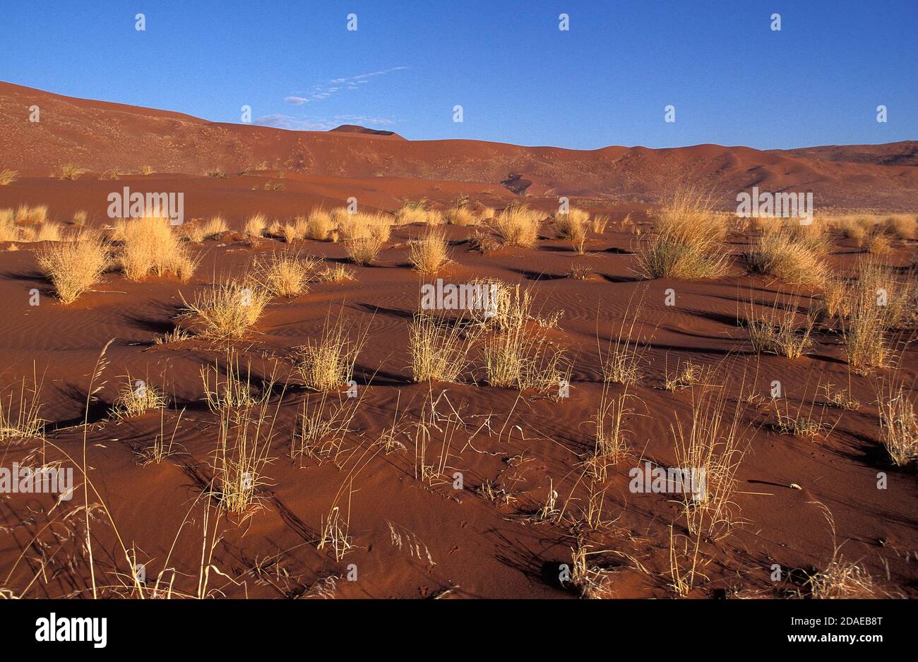 NAMIB DESERT WITH DRY PLANT, NAMIBIA Stock Photo - Alamy