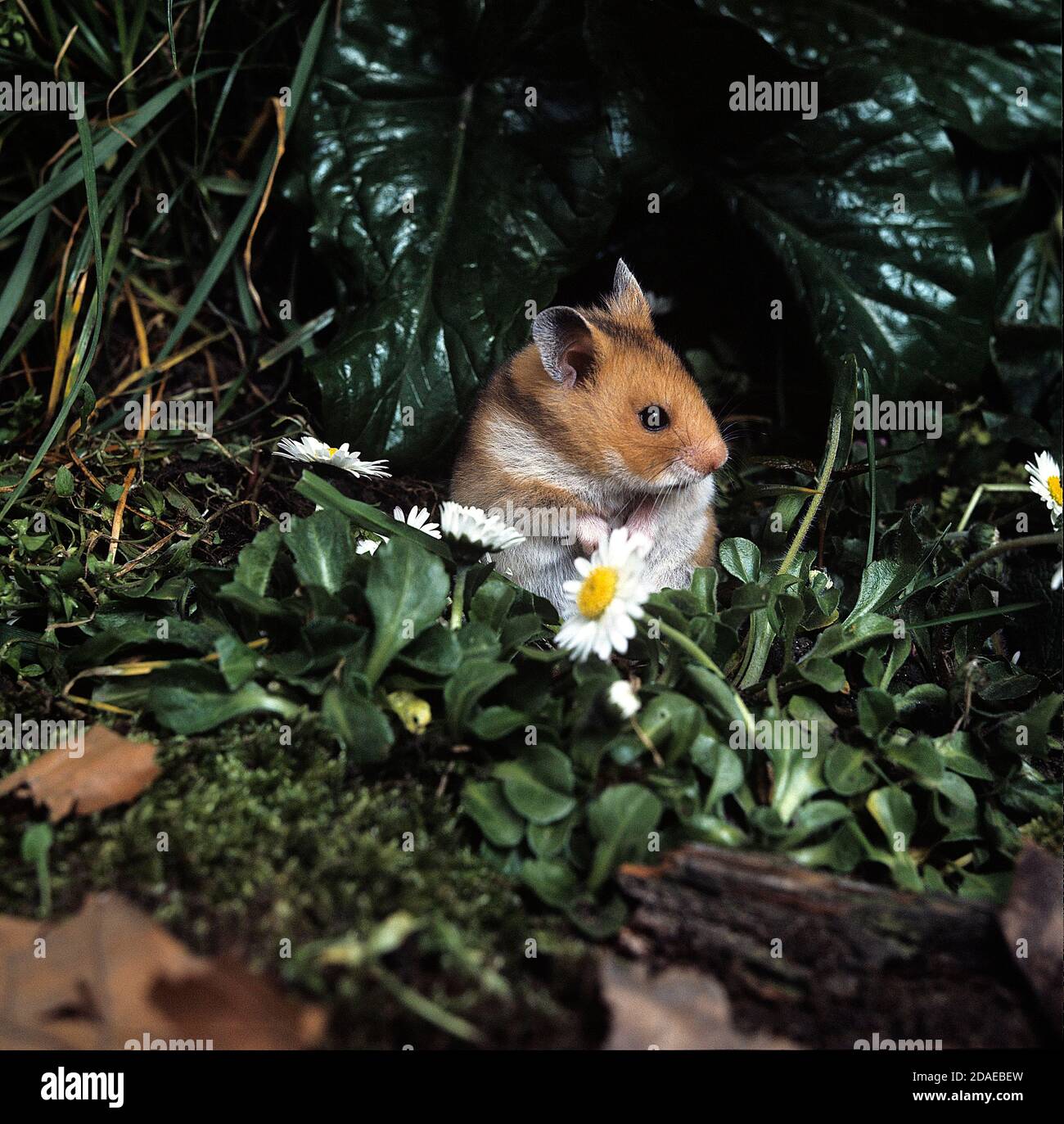GOLDEN HAMSTER mesocricetus auratus, ADULT Stock Photo - Alamy