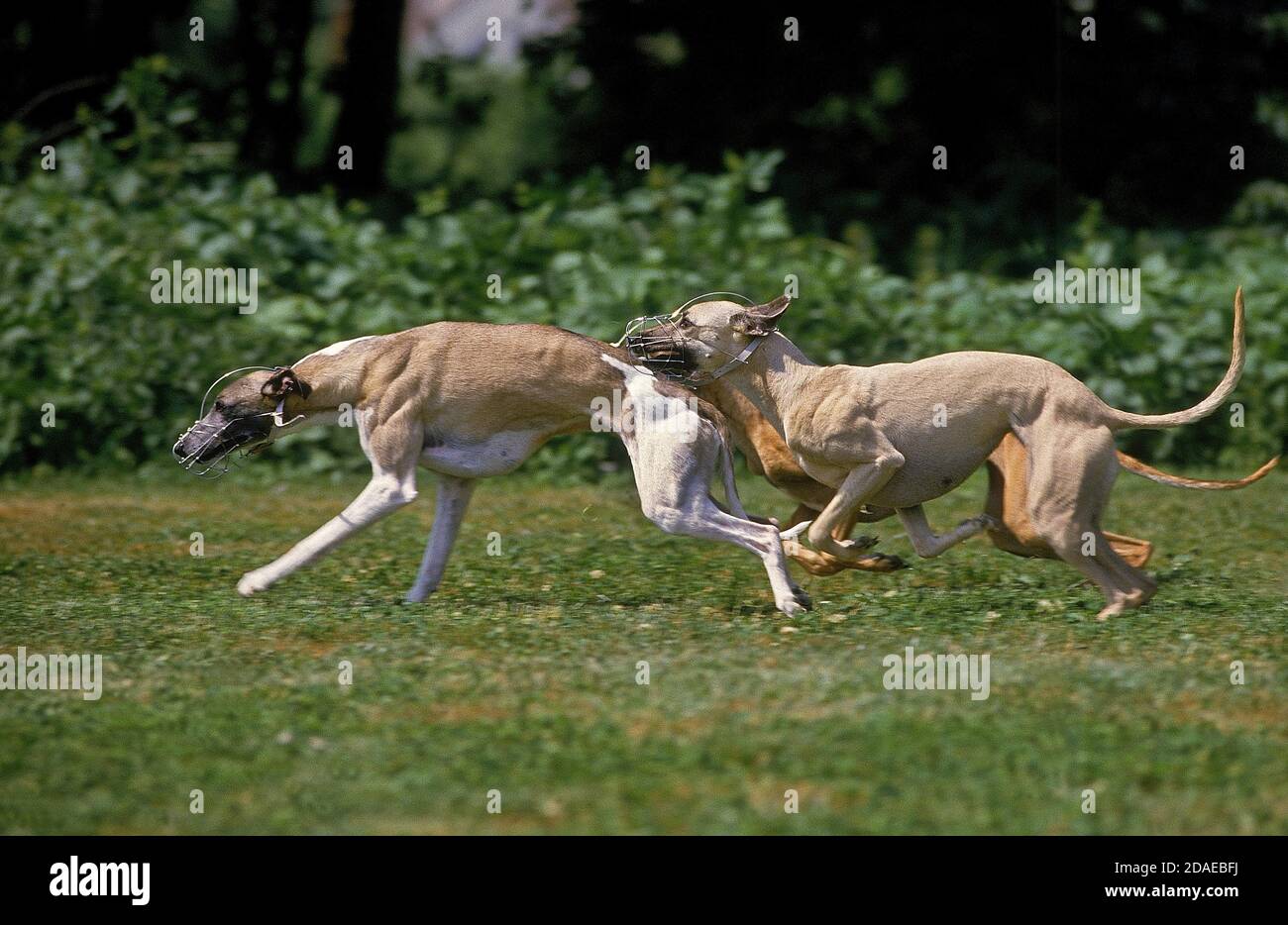 GREYHOUND RACE, ADULTS RACING AT TRACK Stock Photo - Alamy
