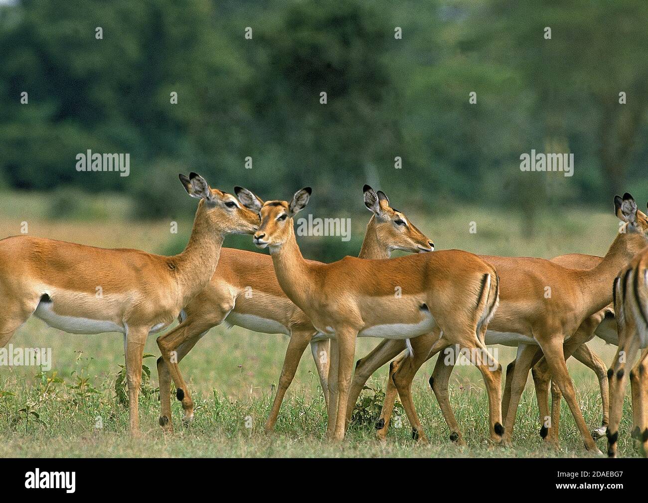FEMALE IMPALA aepyceros melampus, HERD OF FEMALES, KENYA Stock Photo ...