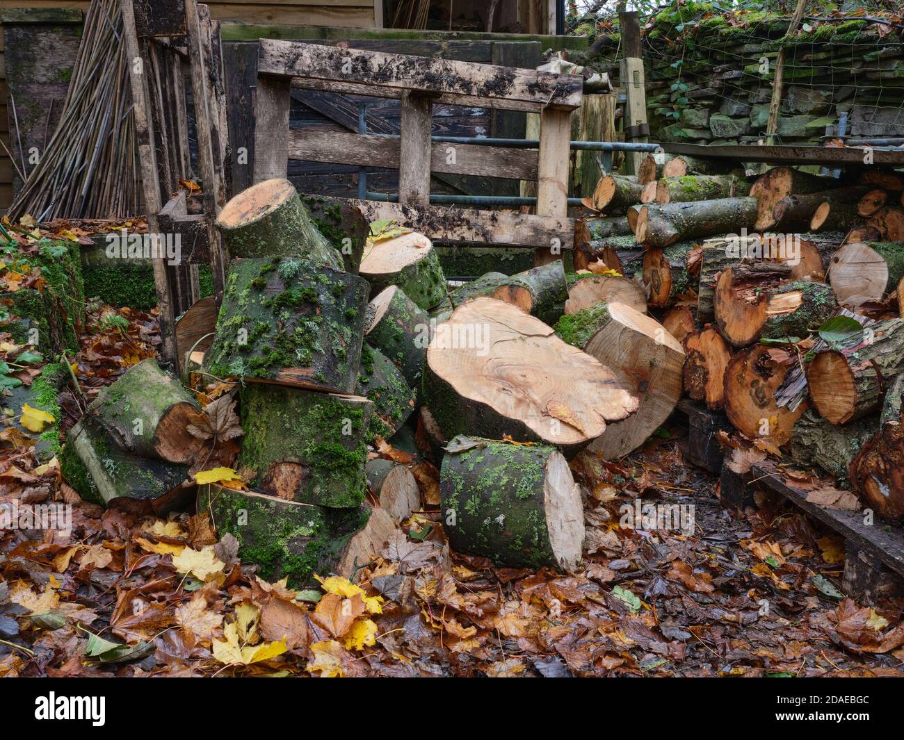 Ash Die Back and the end of the road for a diseased Ash tree Stock ...