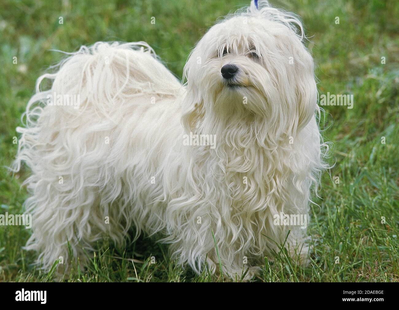 HUNGARIAN PUMI DOG, ADULT STANDING ON GRASS Stock Photo - Alamy