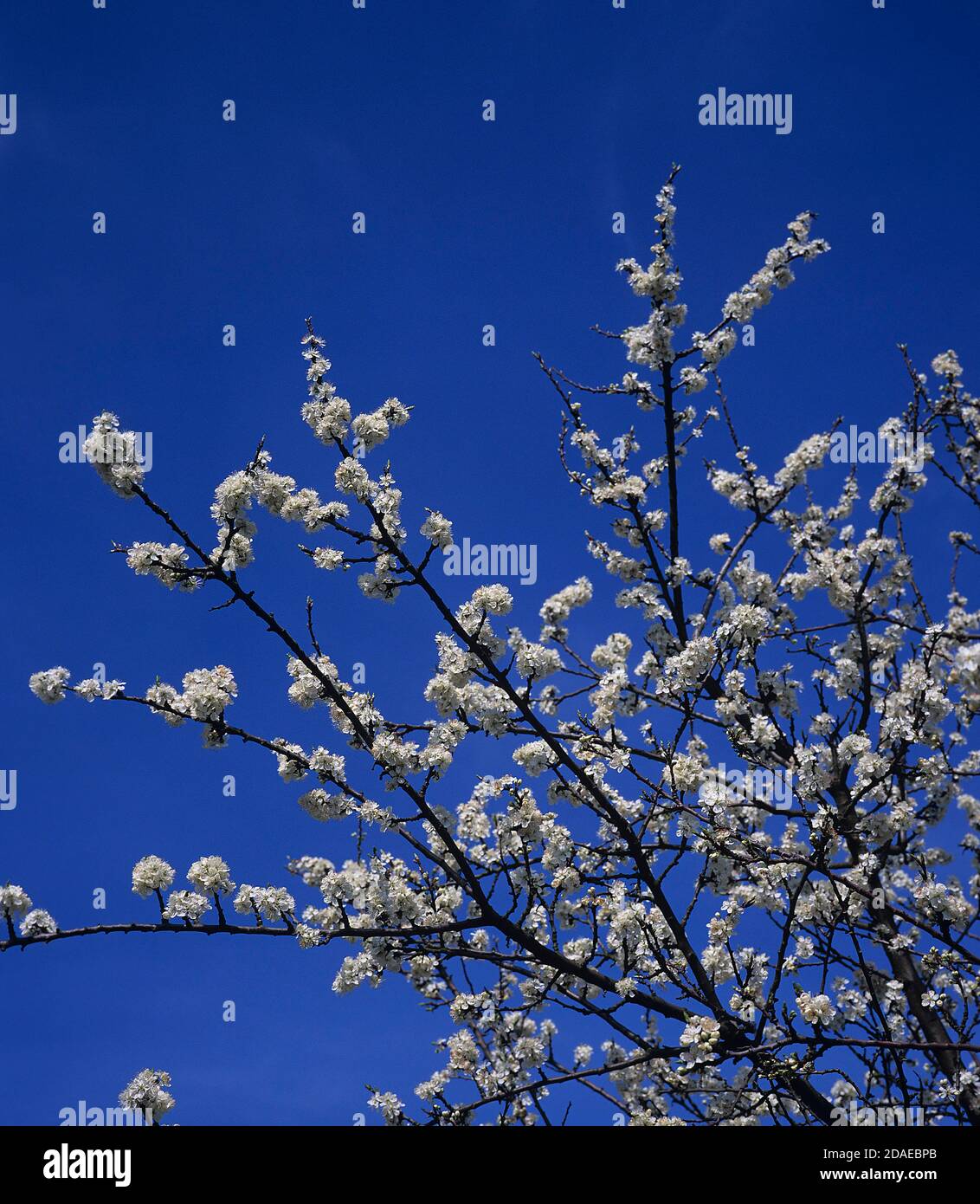 CHERRY-PLUM TREE, NORMANDY IN FRANCE Stock Photo - Alamy