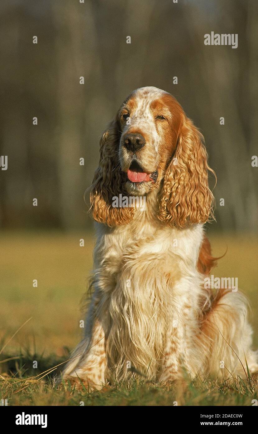 ENGLISH COCKER SPANIEL, ADULT SITTING ON GRASS Stock Photo - Alamy