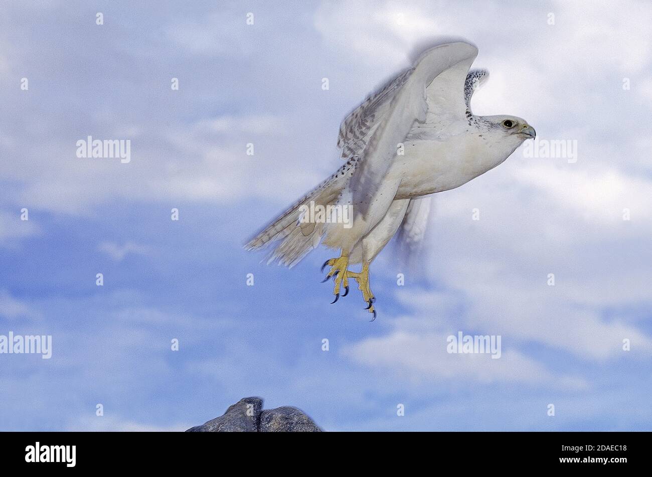 GYRFALCON falco rusticolus, ADULT IN FLIGHT, CANADA Stock Photo - Alamy