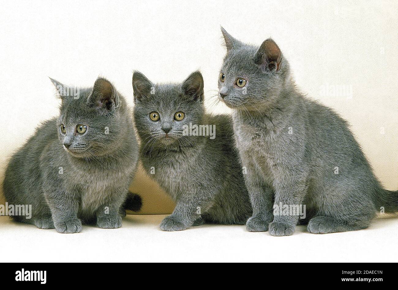 CHARTREUX CAT, KITTEN AGAINST WHITE BACKGROUND Stock Photo - Alamy