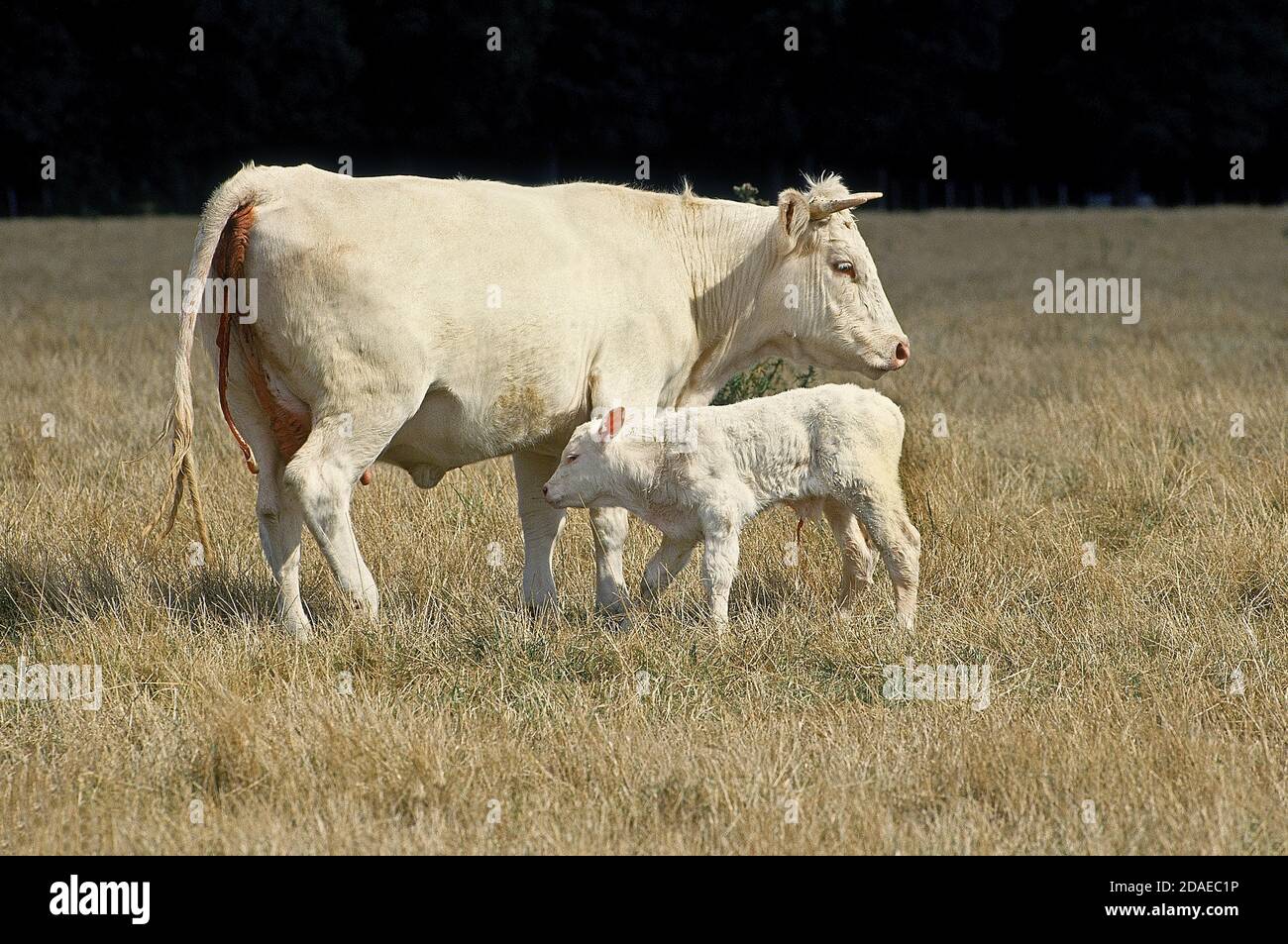 CHAROLAIS CATTLE, COW WITH ITS NEW BORN CALF Stock Photo - Alamy