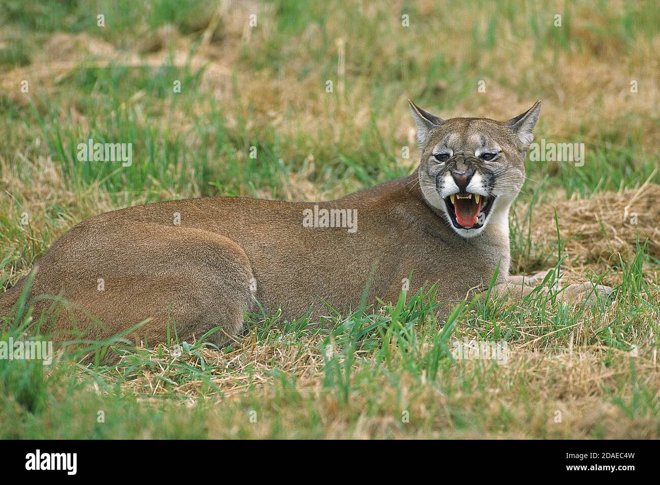 Puma growling hi-res stock photography and images - Alamy