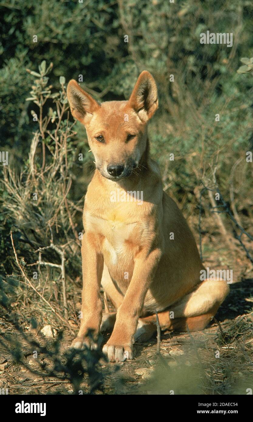 Wild Dingo Puppies