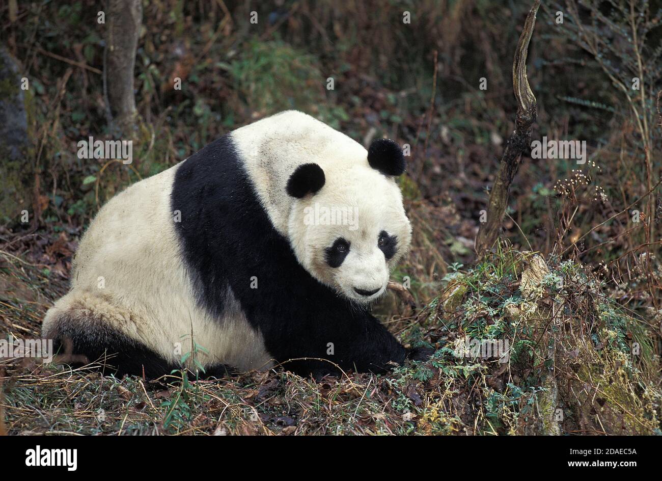 GIANT PANDA ailuropoda melanoleuca, WOLONG RESERVE IN SICHUAN PROVINCE ...