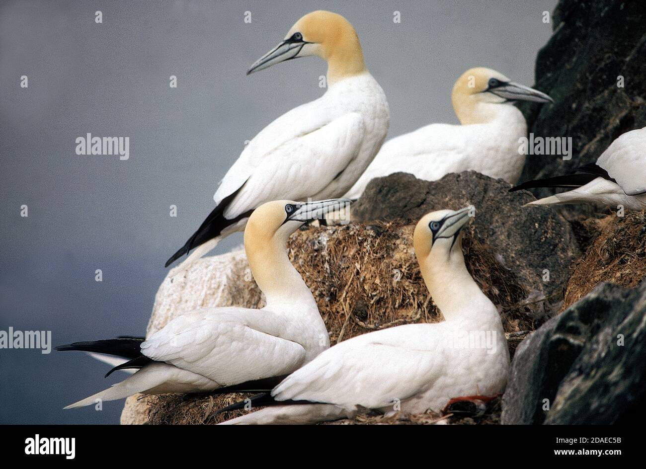 Gannet sea bird colony on bass rock hi-res stock photography and images ...