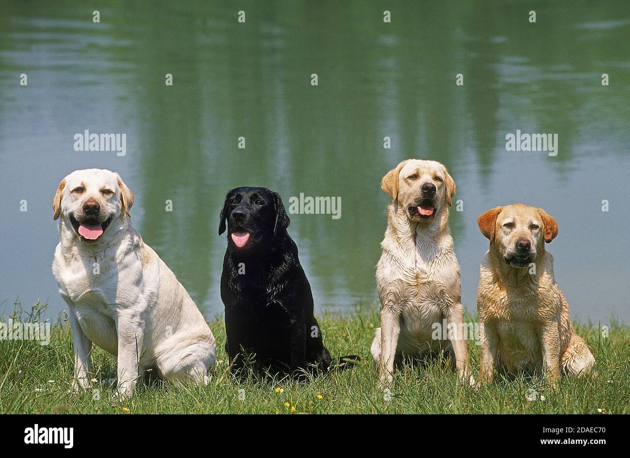 BLACK AND YELLOW LABRADOR RETRIEVER, ADULTS SITTING NEAR WATER Stock ...