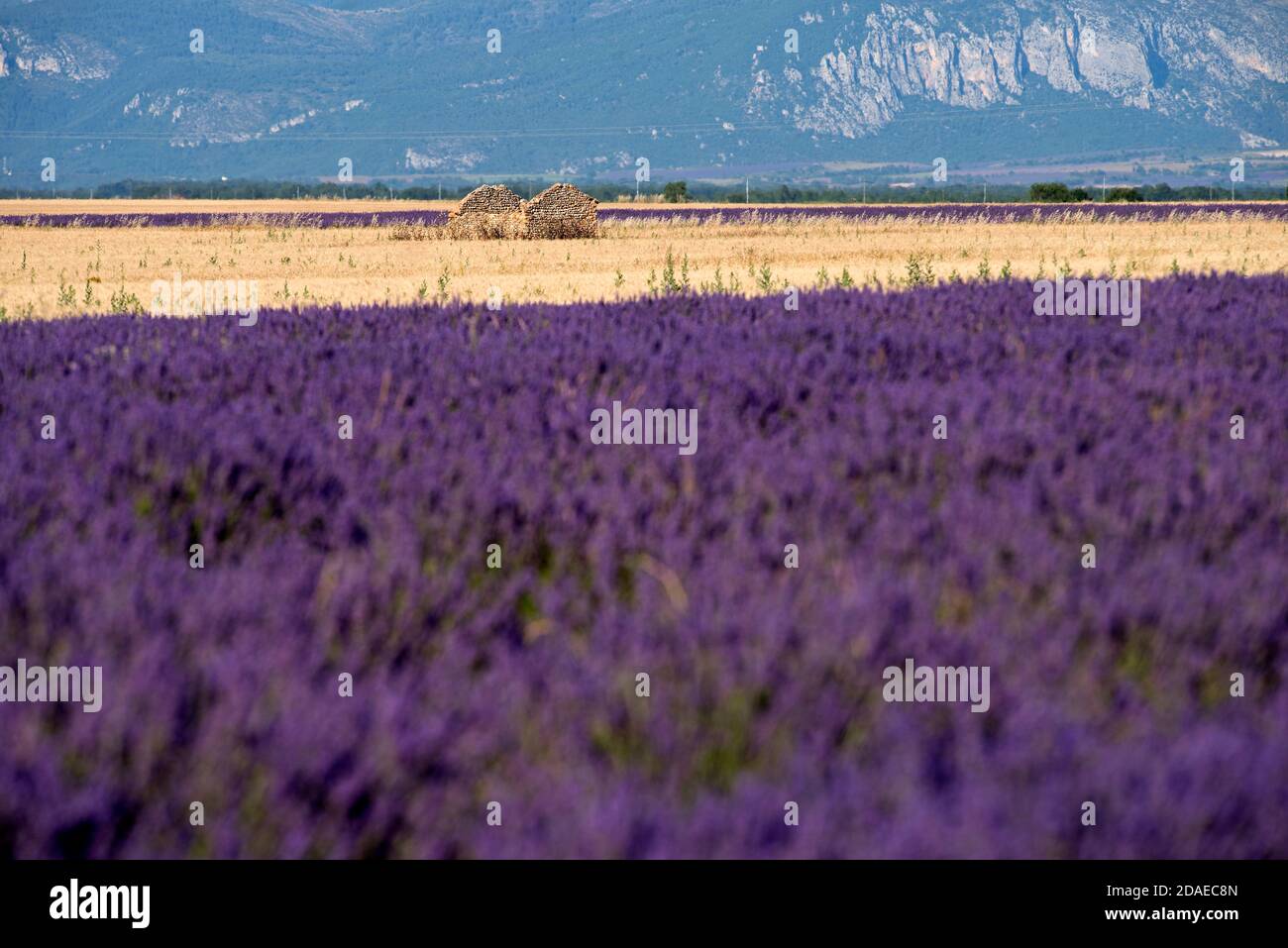 Durum house hi-res stock photography and images - Alamy