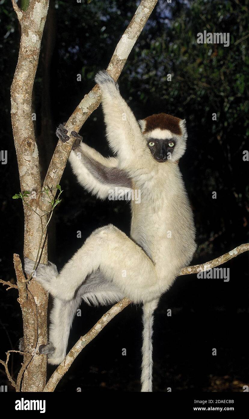 VERREAUX'S SIFAKA propithecus verreauxi, ADULT HANGING IN TREE, BERENTY ...