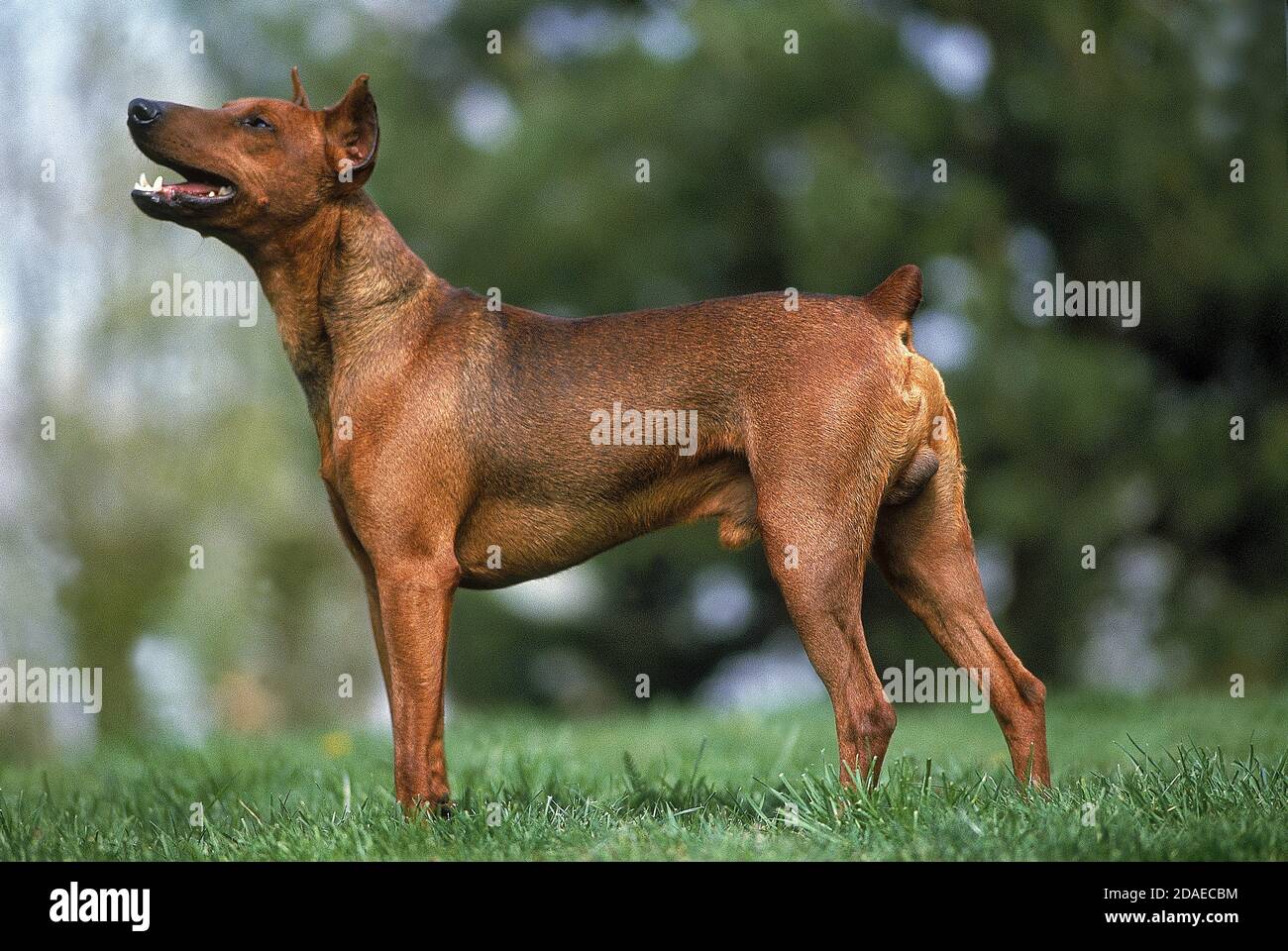 Is The German Pinscher A Good Breed Of Dog