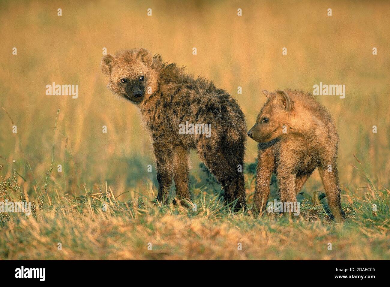 SPOTTED HYENA crocuta crocuta, YOUNG AND PUP, MASAI MARA PARK, KENYA ...