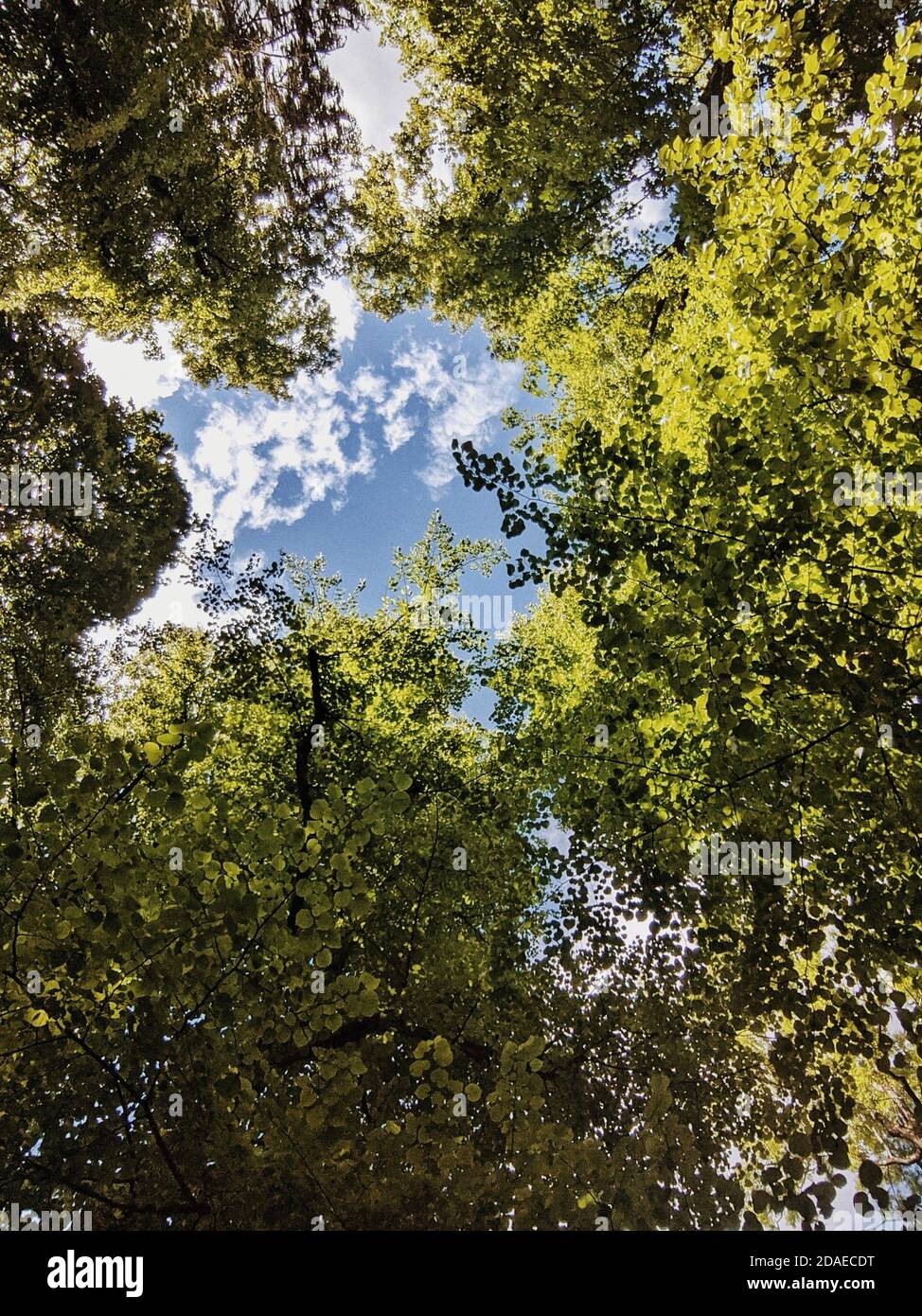 Exterior treetops hi-res stock photography and images - Alamy