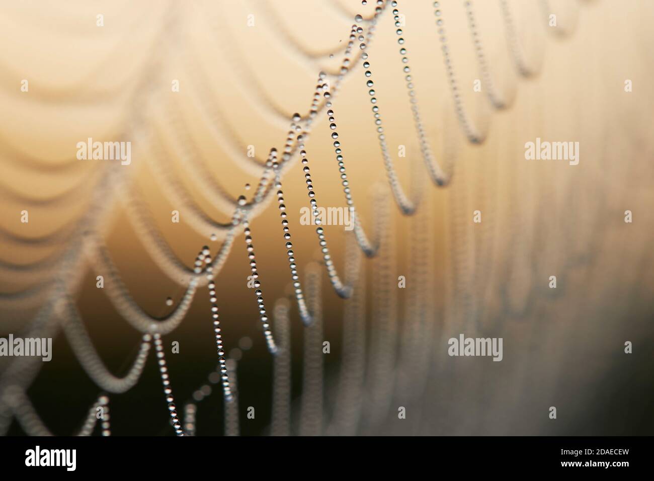 Spider web arch hi-res stock photography and images - Alamy