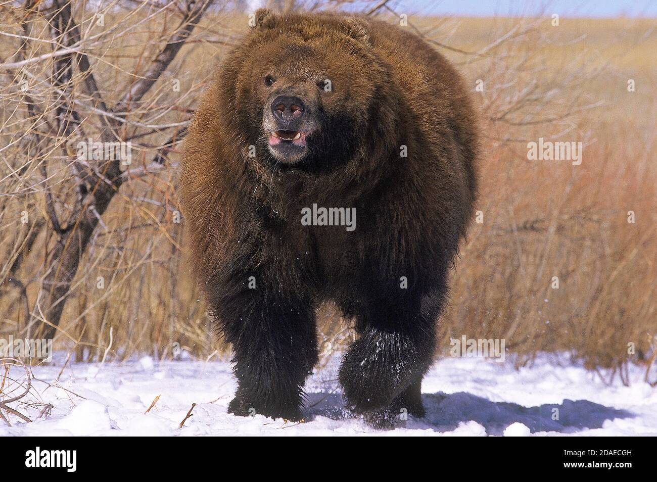 KODIAK BEAR ursus arctos middendorffi, ADULT STANDING ON SNOW, ALASKA ...