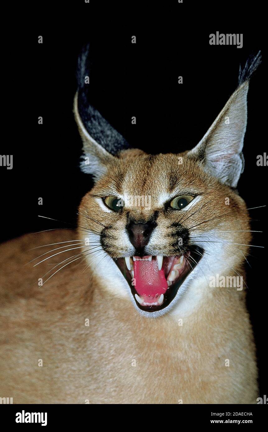 CARACAL caracal caracal, ADULT SNARLING IN THREAT POSTURE Stock Photo ...