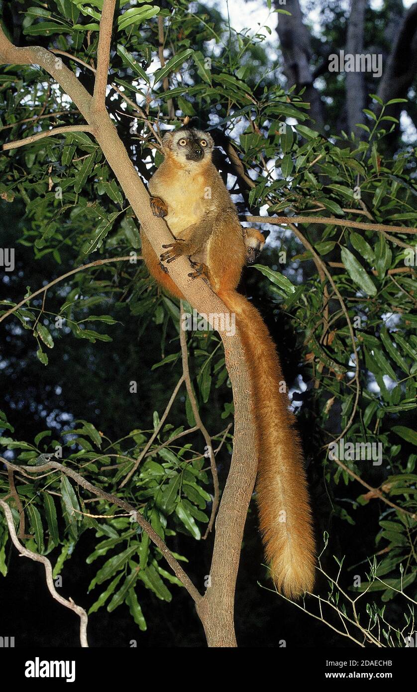BROWN LEMUR eulemur fulvus, ADULT STANDING IN TREE, MADAGASCAR Stock ...