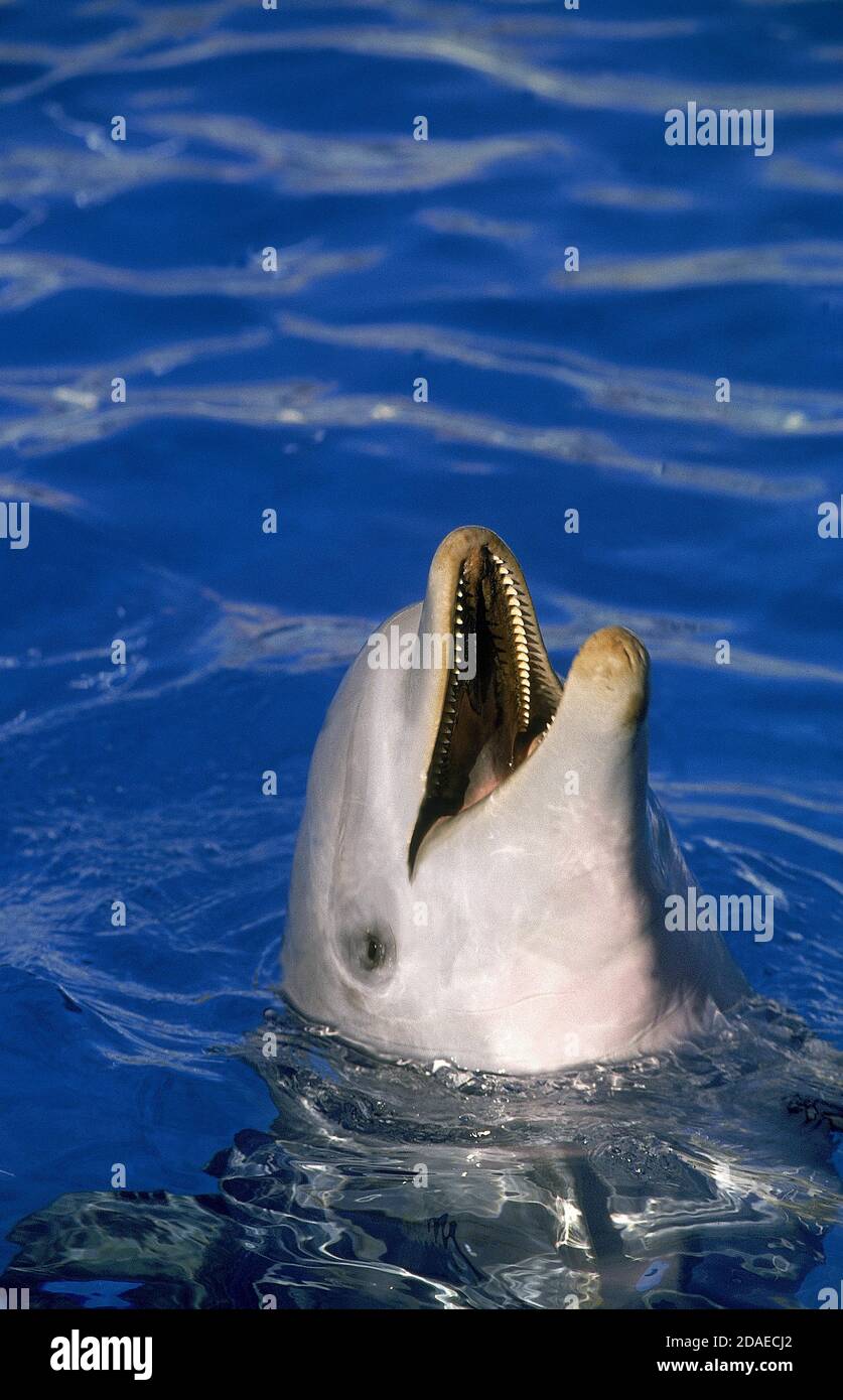 BOTTLENOSE DOLPHIN tursiops truncatus, HEAD AT SURFACE WITH OPEN MOUTH ...