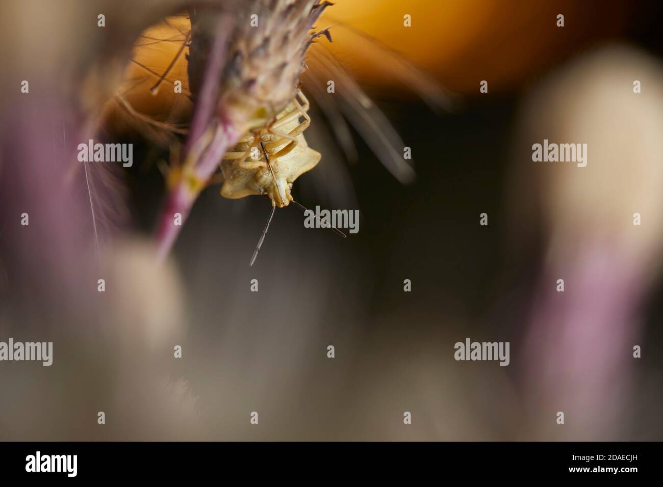 Bug form hi-res stock photography and images - Alamy