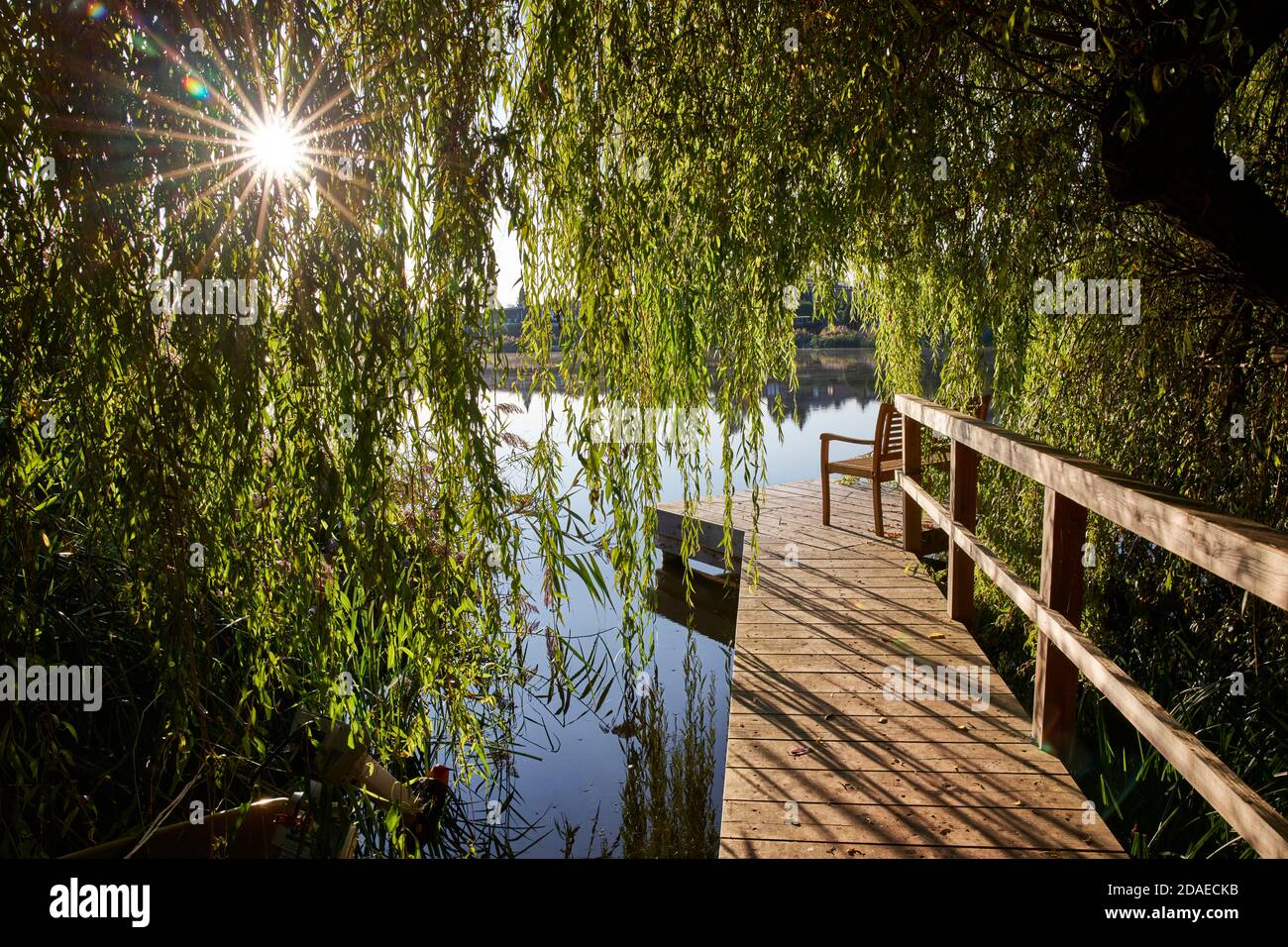 Willow tree bench hi-res stock photography and images - Alamy