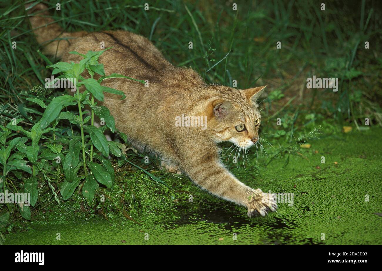 EUROPEAN WILDCAT felis silvestris, ADULT HUNTING IN POND COVERED BY ...