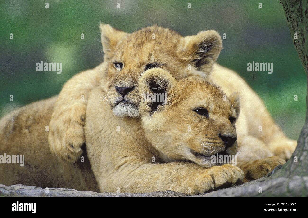 AFRICAN LION panthera leo, CUB SLEEPING, KENYA Stock Photo - Alamy
