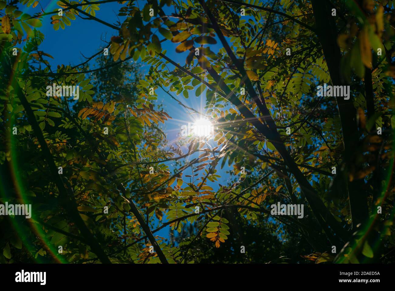 Tree leaves in autumn, first discolored leaves on the tree, The sun ...