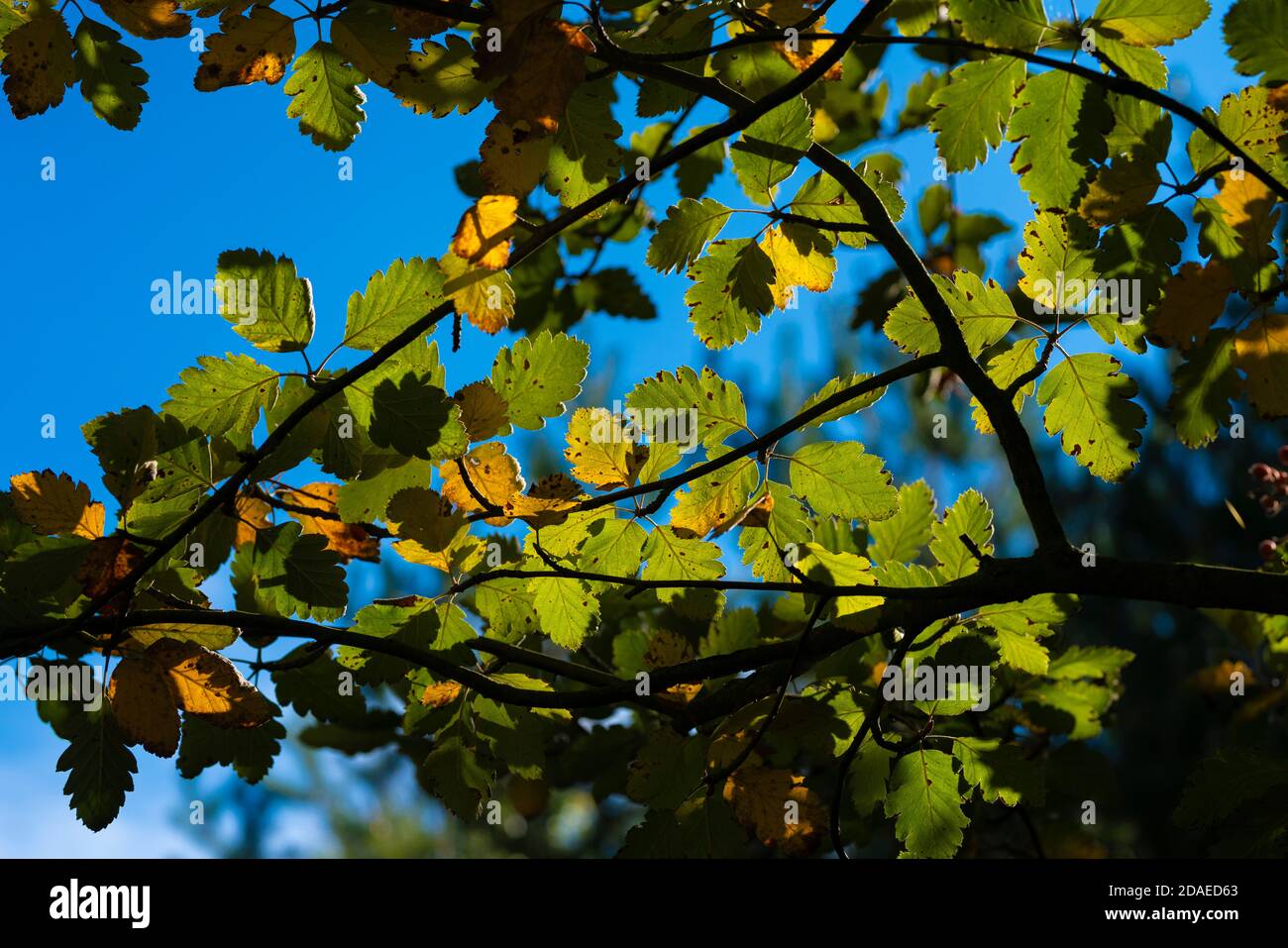 Tree leaves in autumn, first discolored leaves on the tree Stock Photo ...