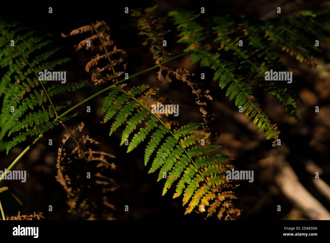 Selective colour selective color selective colouring selective coloring ...