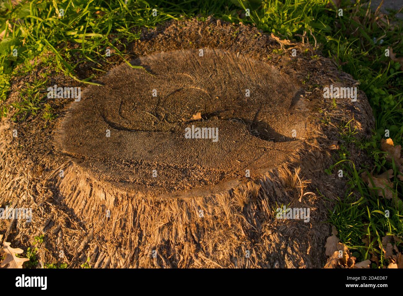 Old Weathered cracked tree stump texture background with the cross section Stock Photo - Alamy