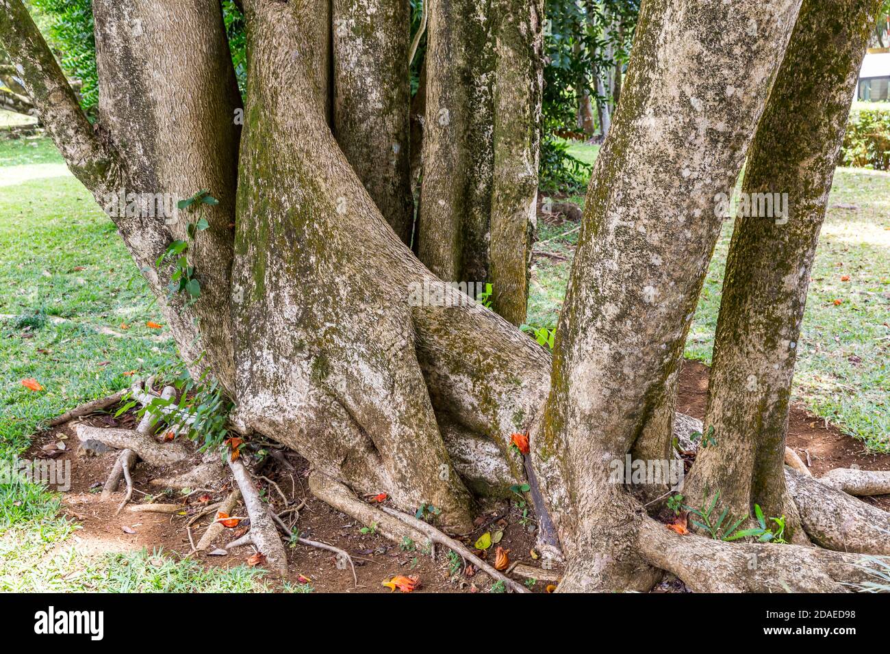 Kapok tree hi-res stock photography and images - Alamy