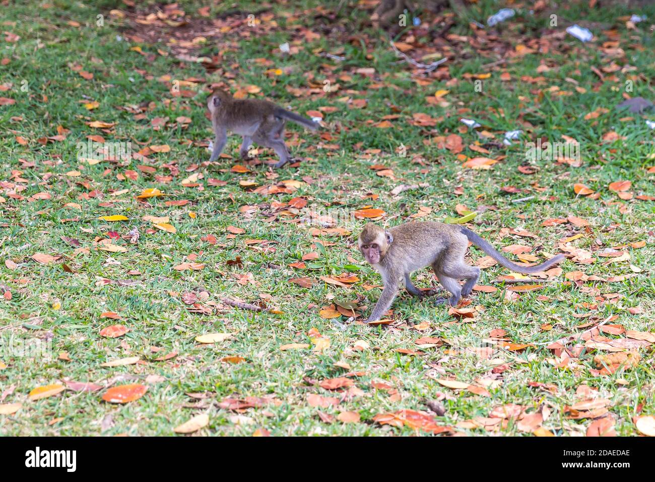 Mauritius indian ocean africa hi-res stock photography and images - Alamy