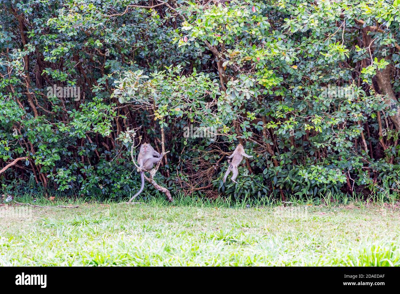 Crab-eating macaque, long-tailed macaque or crab-eater (Macaca ...