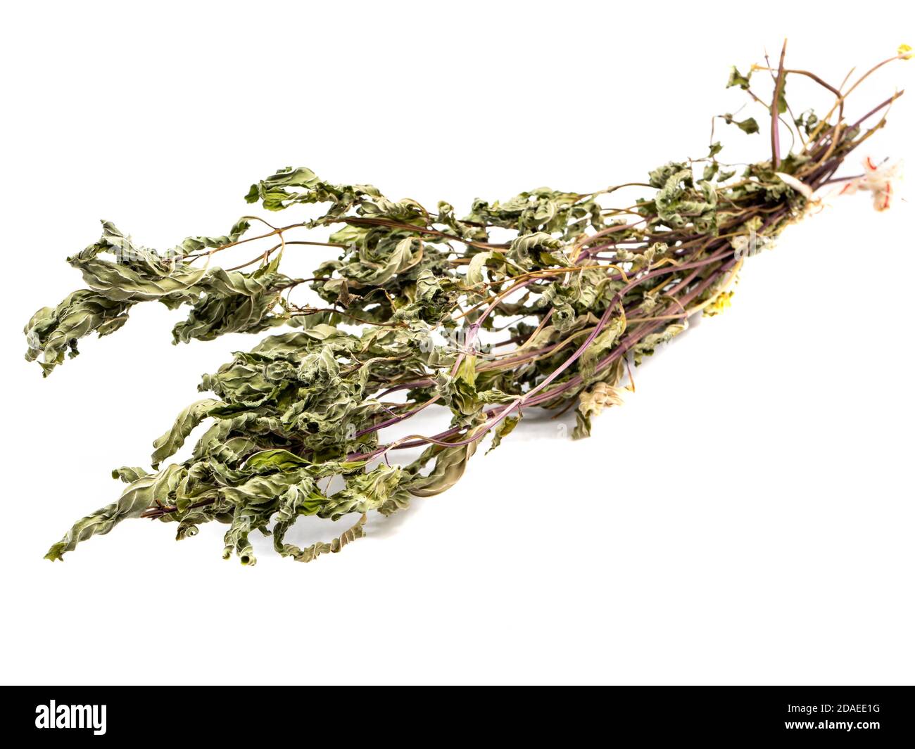 dried peppermint isolated on white background Stock Photo - Alamy