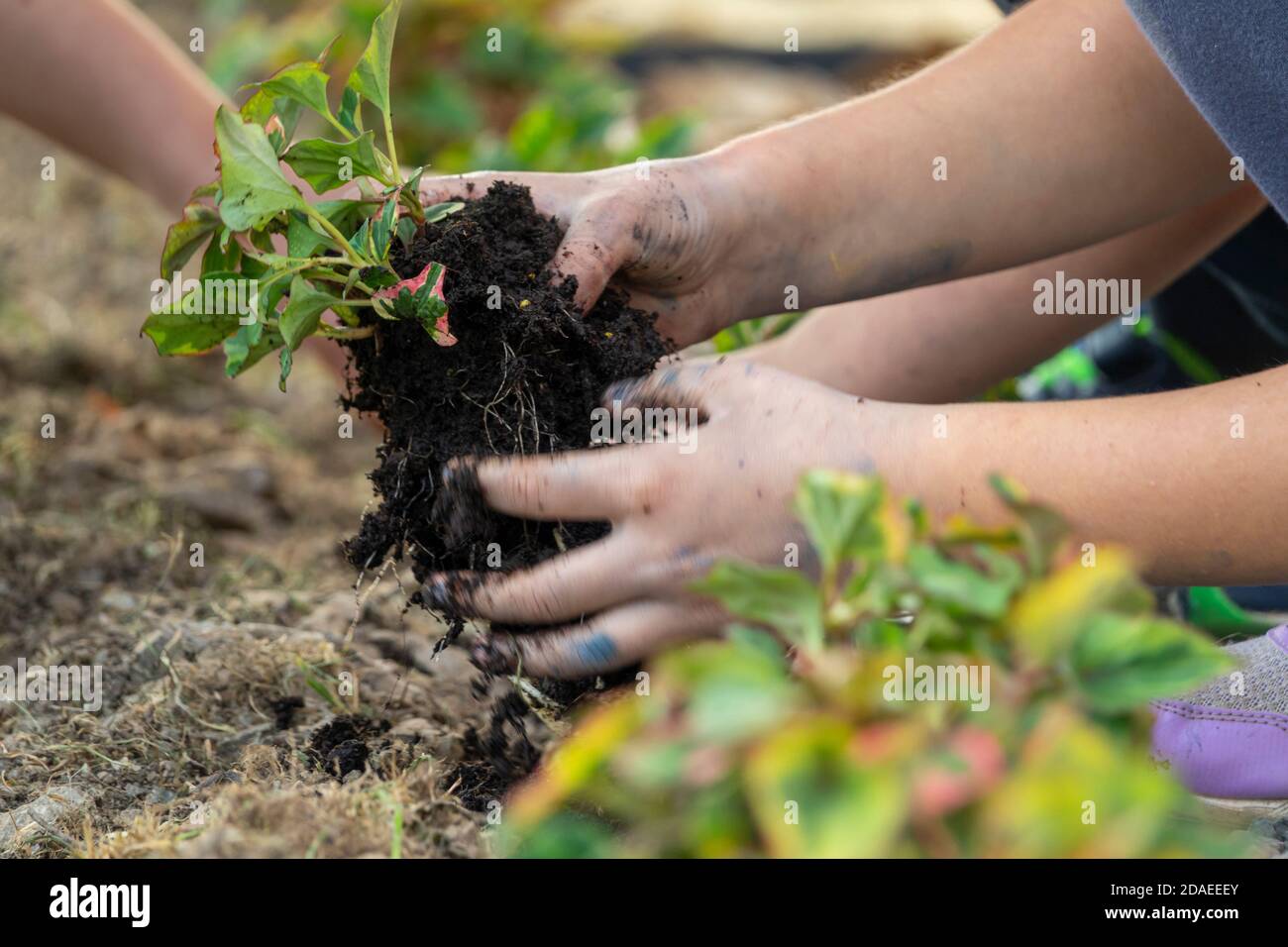 teenager and child hands helping plant flowers, working together in ...