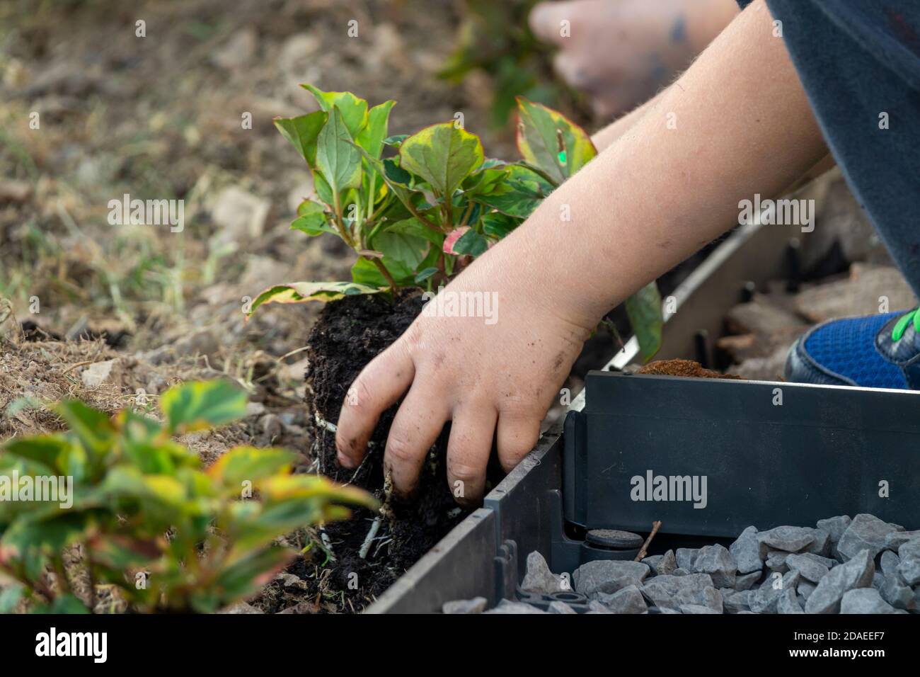 teenager and child hands helping plant flowers, working together in ...