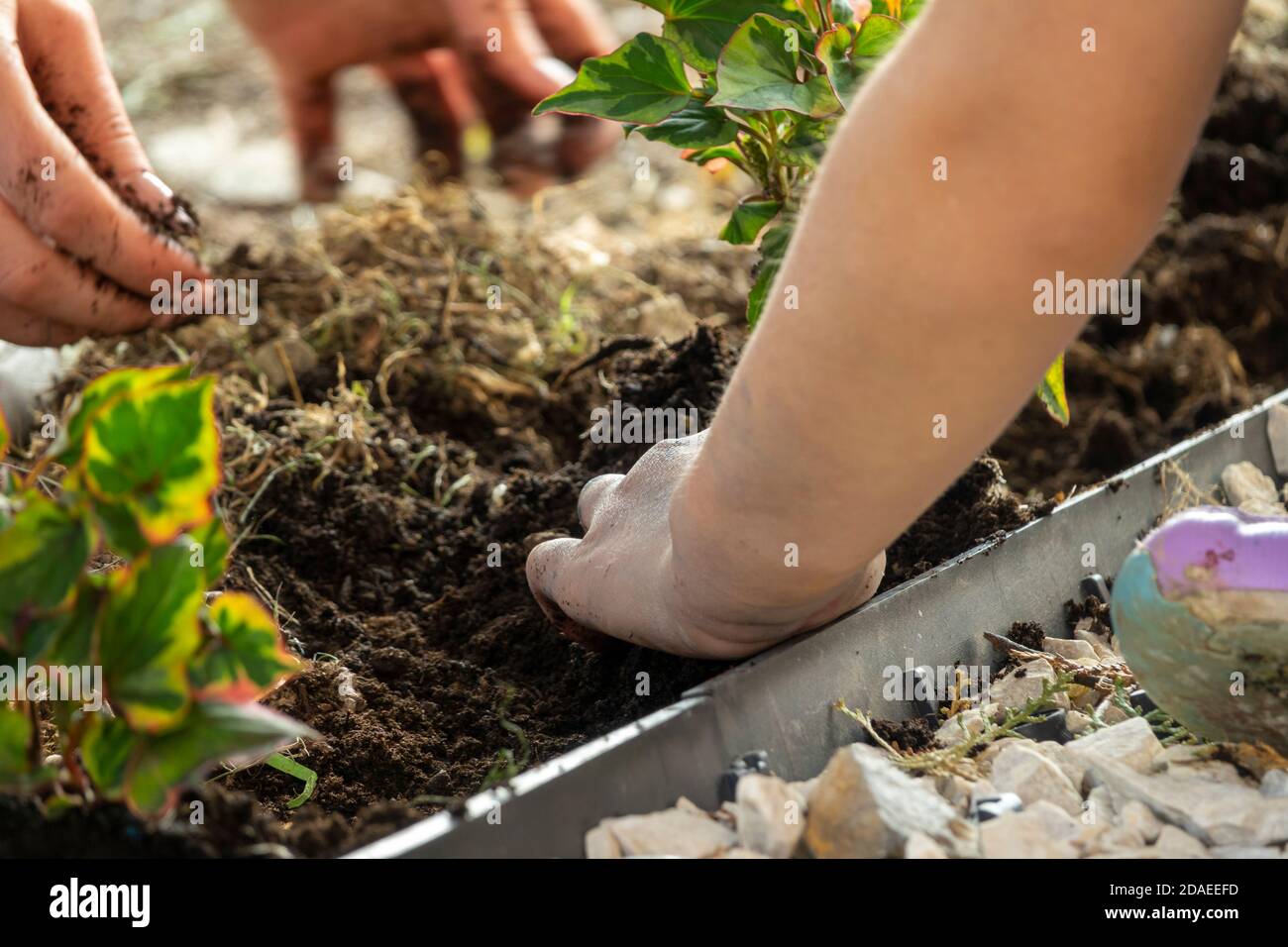 teenager and child hands helping plant flowers, working together in ...