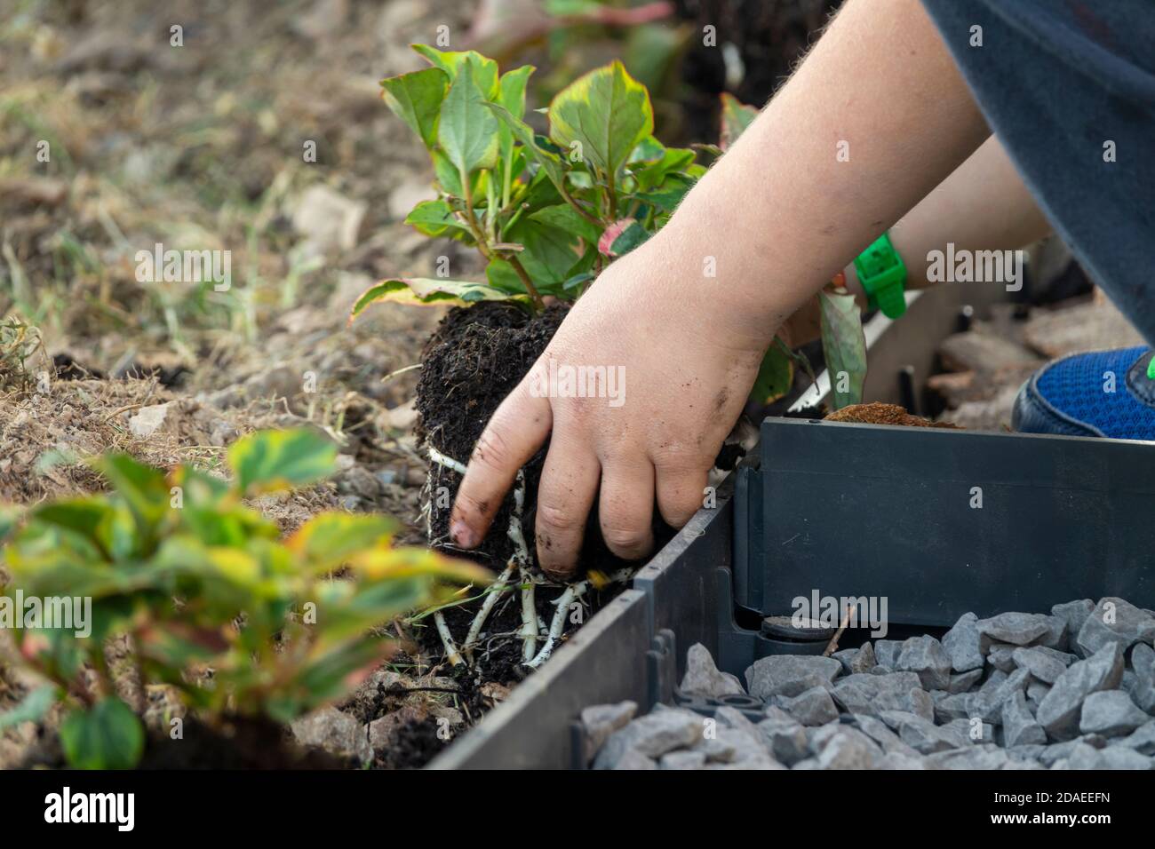 teenager and child hands helping plant flowers, working together in ...