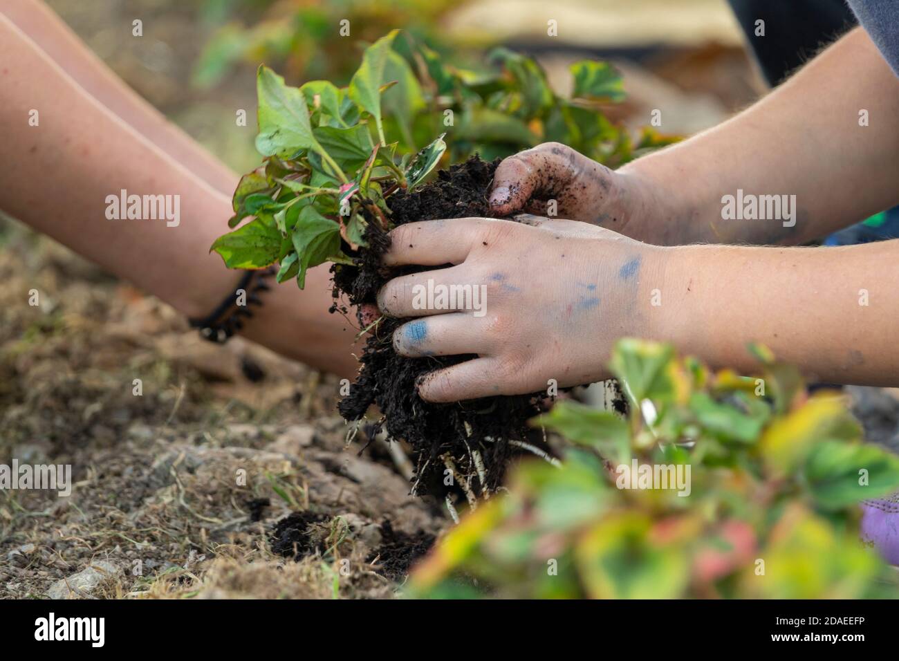 teenager and child hands helping plant flowers, working together in ...